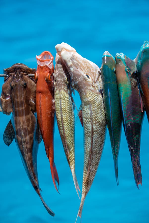 Harpoen Die in Franse Polynesia Vissen Stock Foto - Image of koraal ...