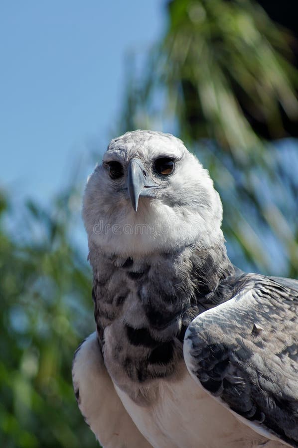 Harpy Eagle stock photo. Image of animal, large, eagle - 20997182