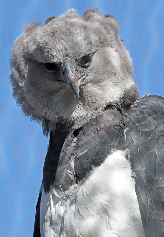 Harpy Eagle stock photo. Image of eyes, birds, fast, feathers - 46854906