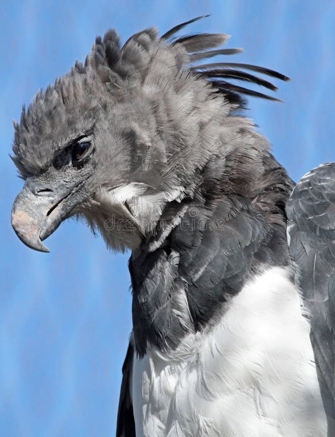 Harpy Eagle stock image. Image of black, plume, animals - 46854919