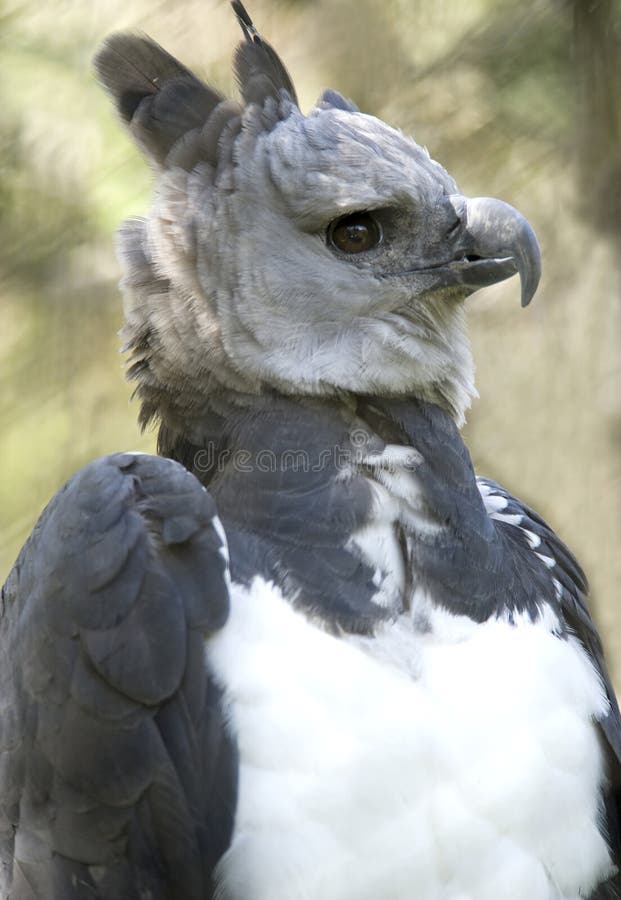 Harpy Eagle, Costa Rica, Grey Bird Hawk, Falcon Stock Image - Image of ...
