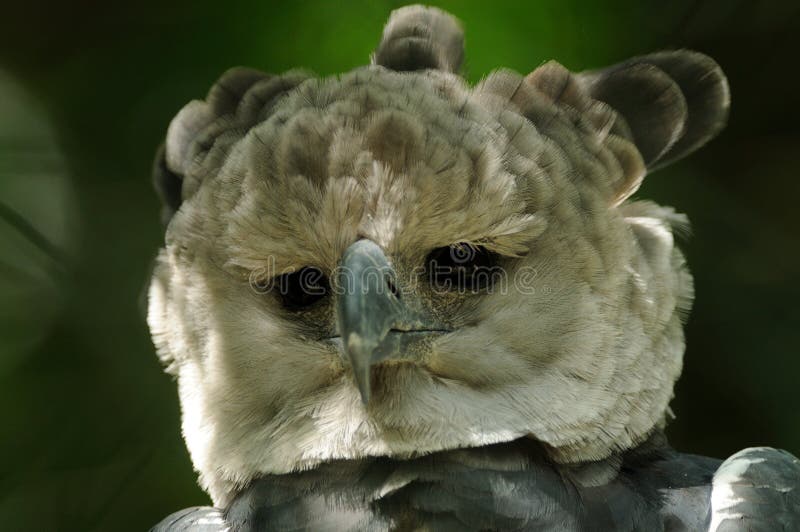 Harpy Eagle (Harpia Harpyja) Stock Image - Image of portrait, falcon ...