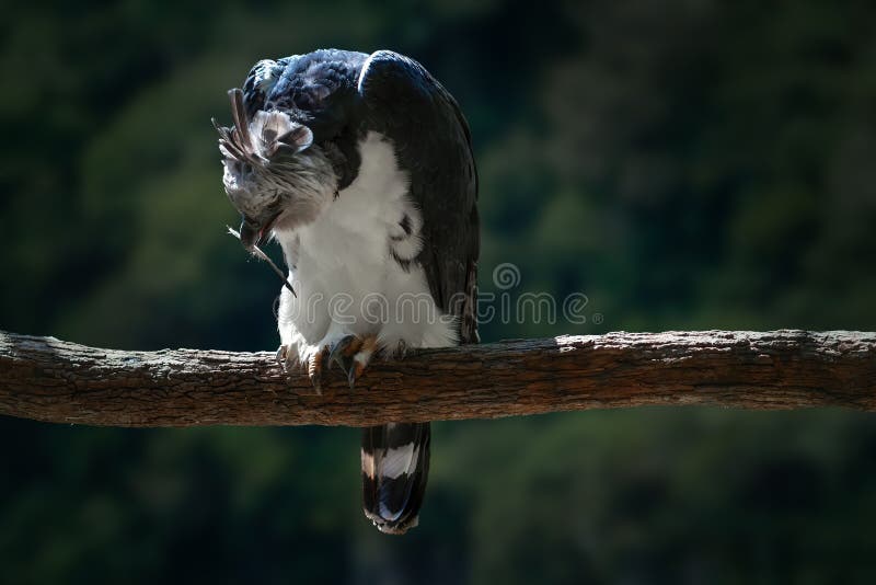 Harpy Eagle with a Feather on Its Beak Stock Photo - Image of animal ...