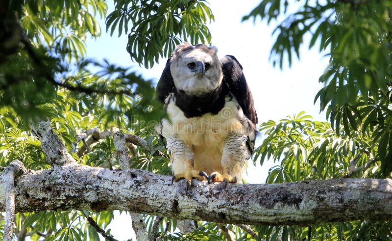 Harpy Eagle I Ecuador, Sydamerika Fotografering för Bildbyråer - Bild ...