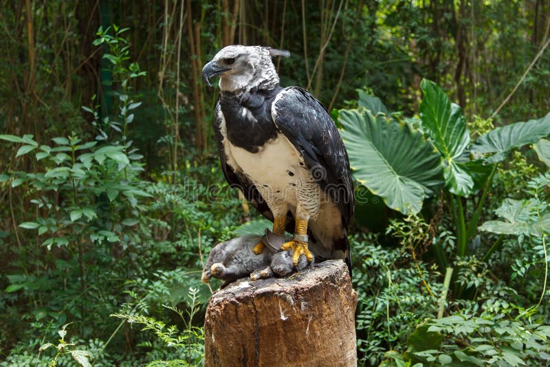 Harpy Eagle stock photo. Image of hunting, harpy, wild - 74246716