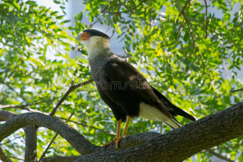 Pink Pigeon stock photo. Image of exotic, pink, rare - 53580900