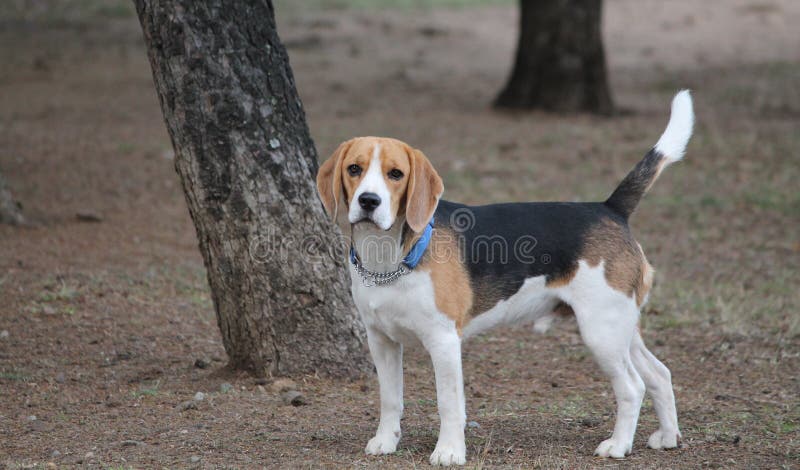 Harrier, Dog, Beagle Harrier, Estonian Hound Stock Photo - Image of ...