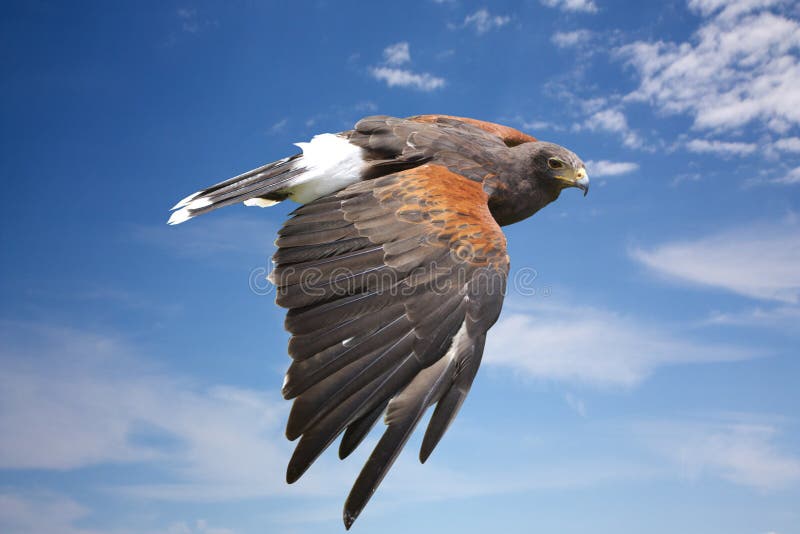 Harrier Hawk or Eagle Flying on Blue Sky Stock Image - Image of span ...