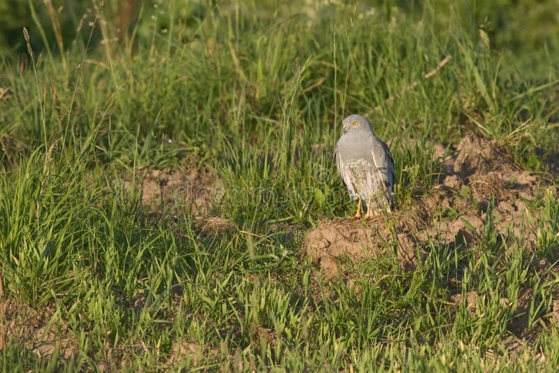 Harrier stock photo. Image of outdoor, feather, nest - 64442070