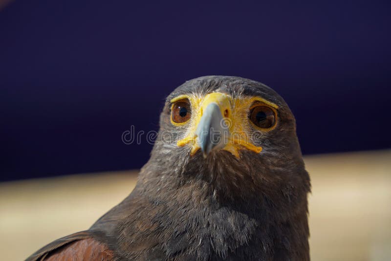 Harris Buzzard Close Up Portrait Stock Photo - Image of brown, portrait ...