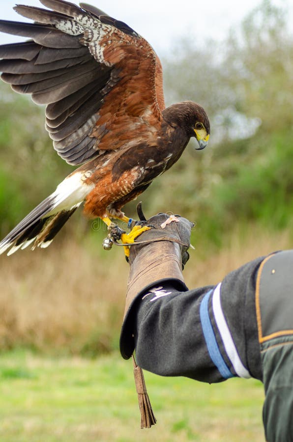 Harris Eagle with Spread Wings Resting on the Arm of Her Handler ...