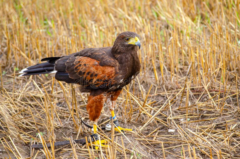 Harris Eagle Trained for Falconry, Still on the Ground Stock Photo ...