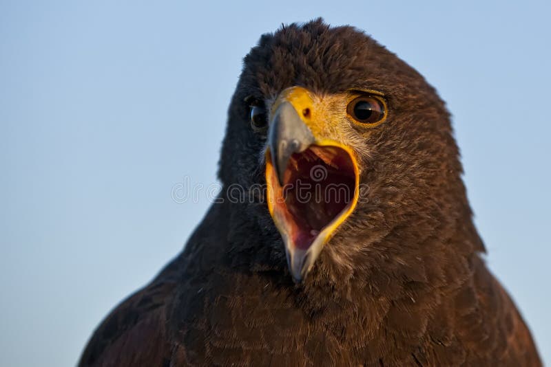 Grå hök arkivfoto. Bild av - 22843370