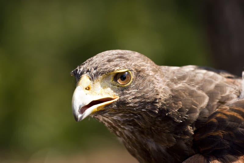 1,397 Angry Hawk Stock Photos - Free & Royalty-Free Stock Photos from ...
