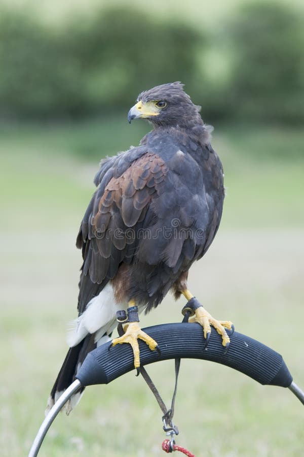 Harris hawk stock photo. Image of hawk, standing, bird - 15638432
