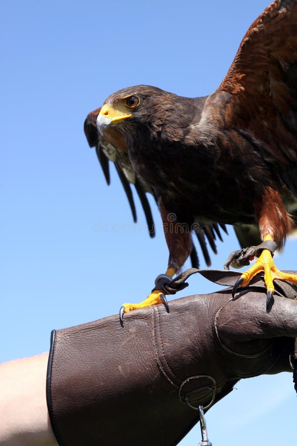 Harris Hawk stock photo. Image of bird, barn, beautiful - 15742884