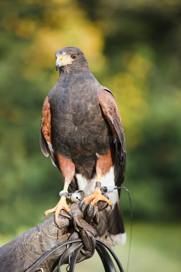 Harris Hawk stock photo. Image of falconry, handler, majestic - 16834324