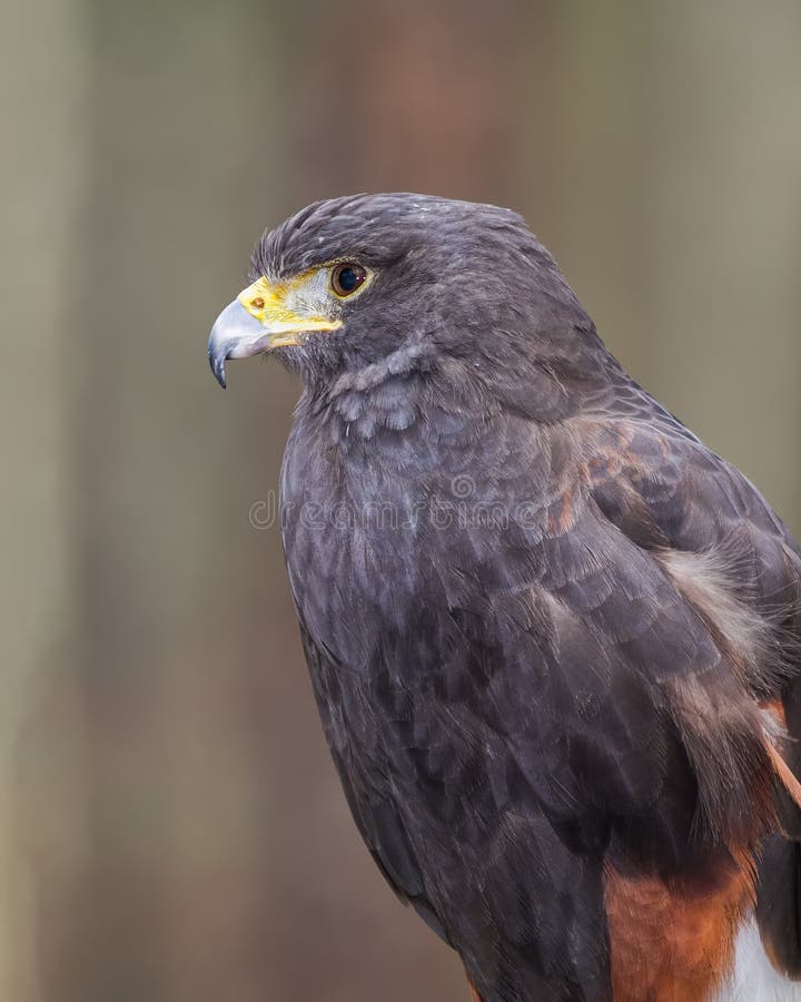 Harris Hawk stock image. Image of wildlife, raptors - 182396113