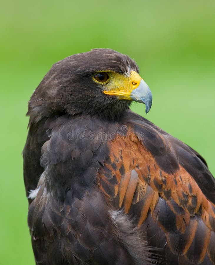 Hawk Picture. Image: 1892266