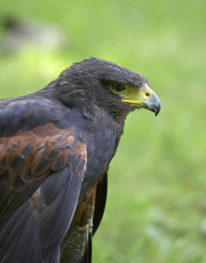 Harris Hawk stock photo. Image of america, claws, dusky - 2427082