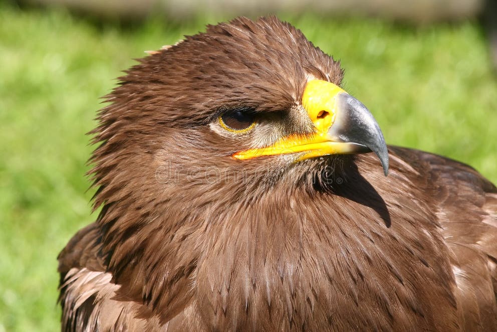 Harris Hawk stock image. Image of bird, eyes, gray, raptor - 24507249