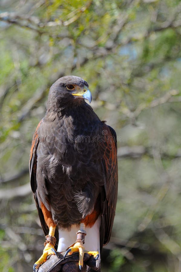 Harris Hawk stock photo. Image of build, muscular, brown - 26524898