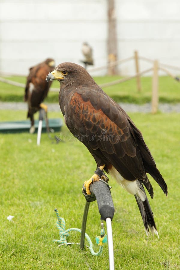 Harris hawk. stock photo. Image of hawks, bird, raptors - 27096616