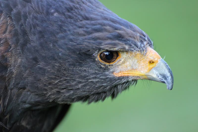 Harris Hawk stock photo. Image of feathers, europe, beak - 27387596