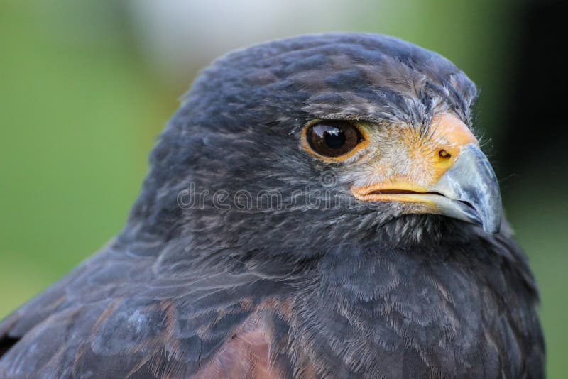 Harris Hawk stock image. Image of falconry, europe, flight - 27402529