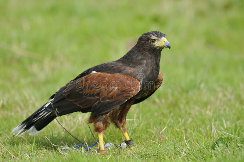 Harris Hawk stock image. Image of monmouthshire, hawk - 27804981