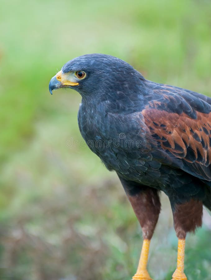 Harris Hawk stock image. Image of yellow, paraabuted - 28307279