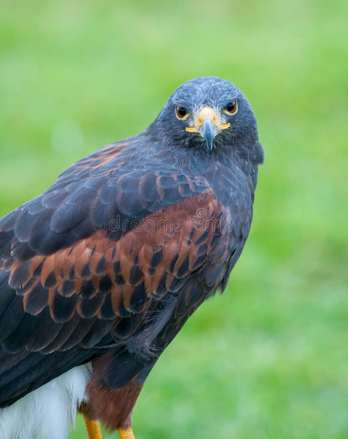 Harris Hawk stock photo. Image of close, brown, talons - 28307296