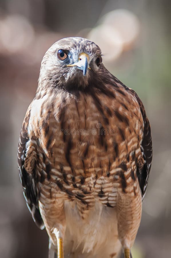Harris Hawk stock image. Image of black, profile, nature - 29232867