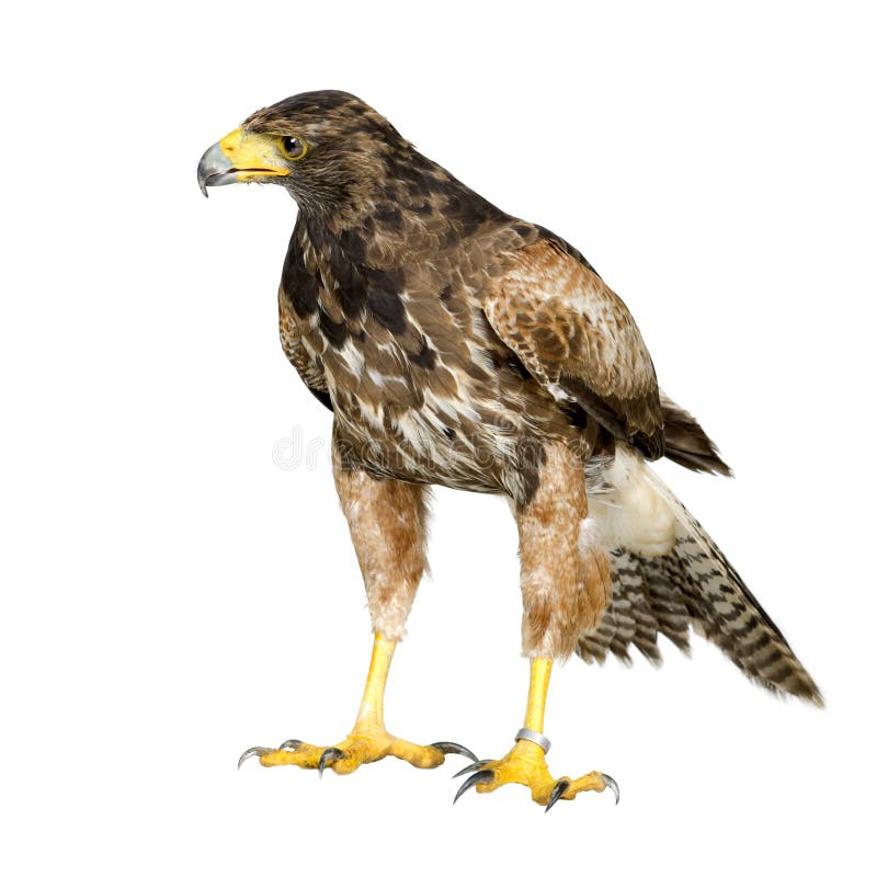 Harris Hawk Fighting Prey stock photo. Image of hawk, buzzard - 1804556