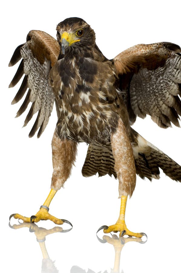 Close Up Penguin stock image. Image of cold, stand, right - 8502663