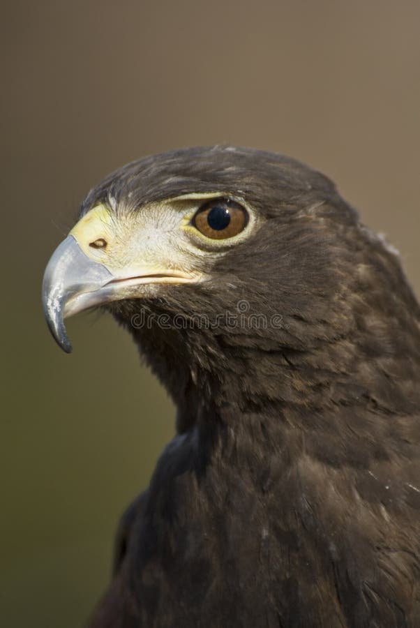 Hawk Picture. Image: 1892266