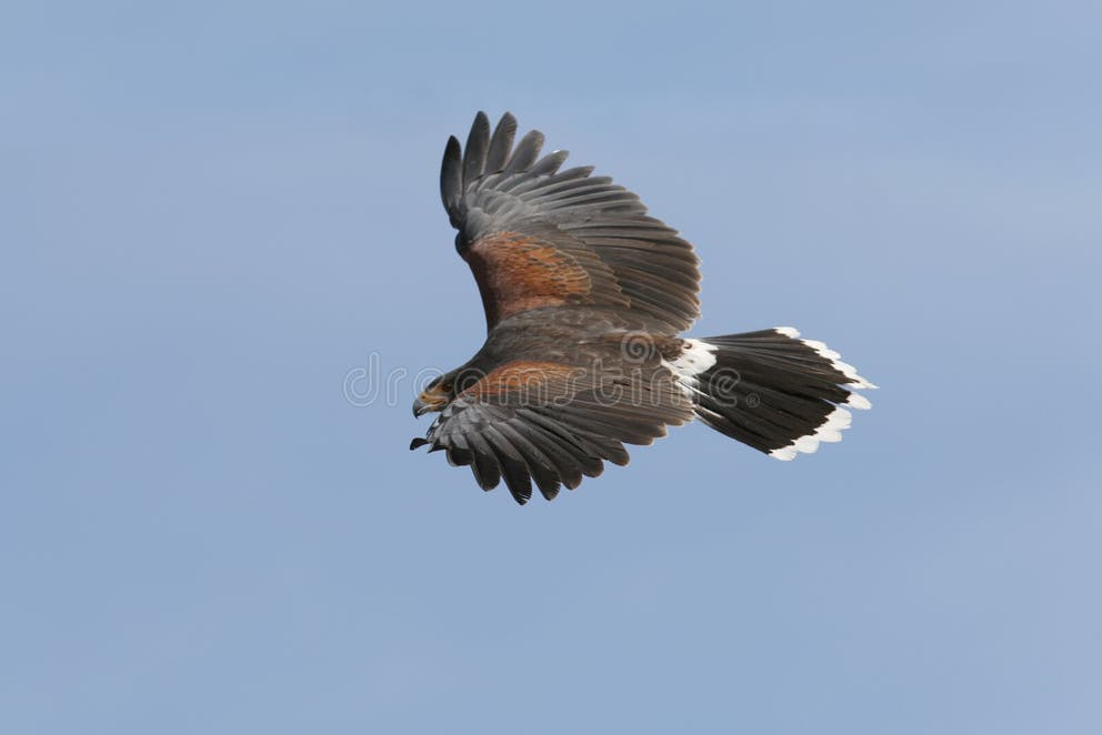 Harris Hawk stock photo. Image of soaring, wings, hawk - 4796018