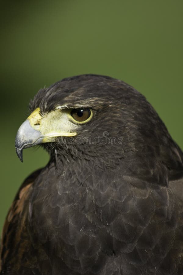 Harris Hawk stock photo. Image of hawks, hawk, focused - 7196372
