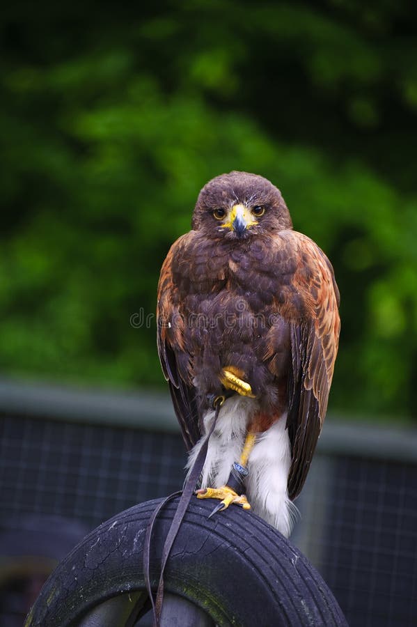 Harris Hawk Bird of Prey during Falconry Display Stock Image - Image of ...