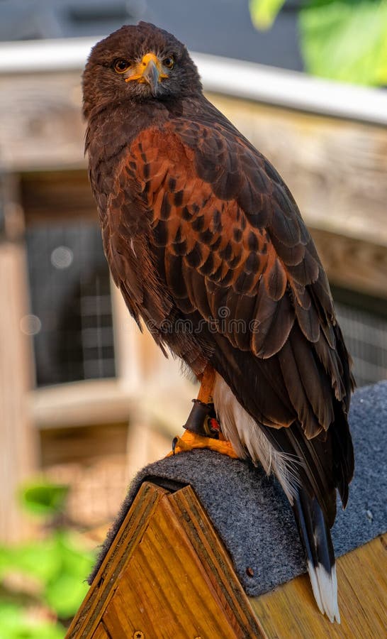 Harris Hawk Sitting on Pearch Stock Image - Image of harriss, hawk ...