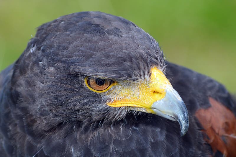1,473 Hawk Side Stock Photos - Free & Royalty-Free Stock Photos from ...