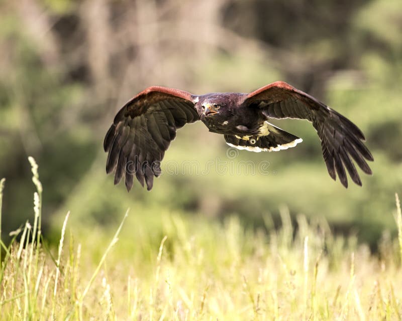 Harris Hawk at Canadian Raptor Conservancy Stock Image - Image of ...
