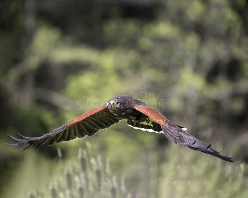 Harris Hawk at Canadian Raptor Conservancy Stock Photo - Image of ...