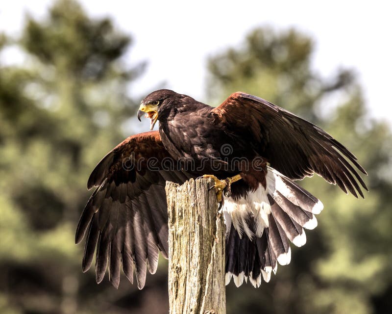 Harris Hawk at Canadian Raptor Conservancy Stock Image - Image of ...