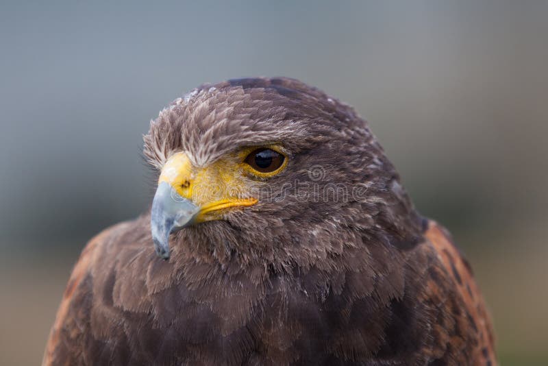 Harris hawk full body stock photo. Image of falconry - 25867270