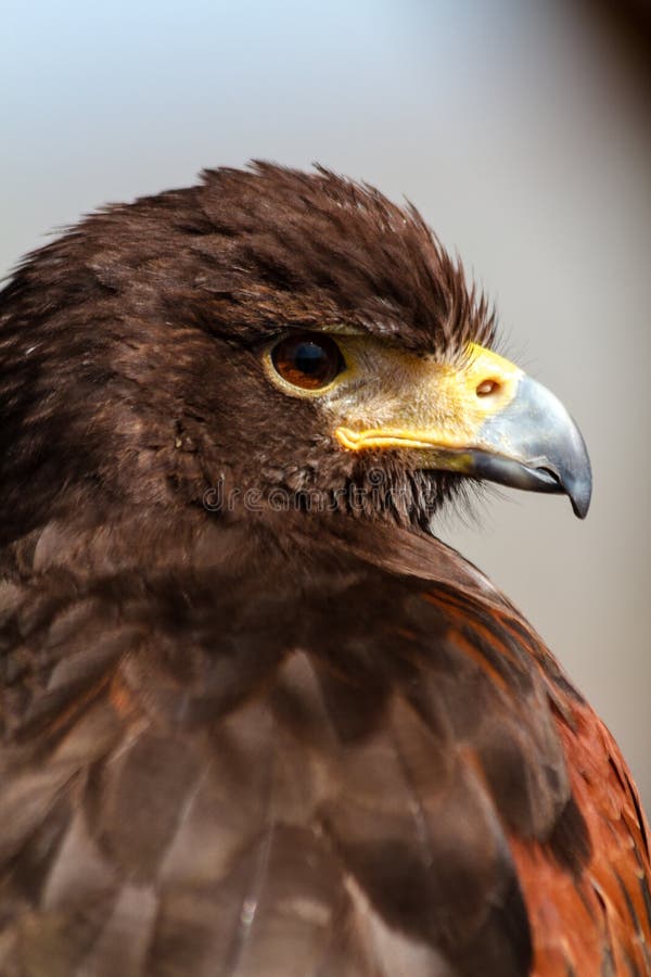 Harris Hawk stock image. Image of eagle, chrysaetos, majestic - 37689675