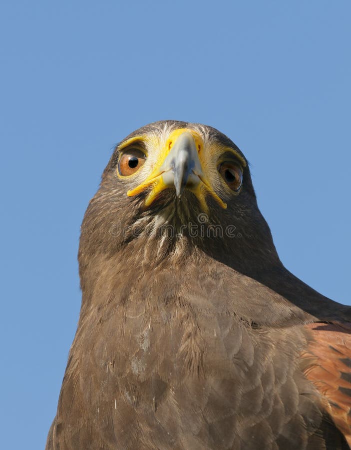 Young Harris Hawk III stock photo. Image of presence - 22981158