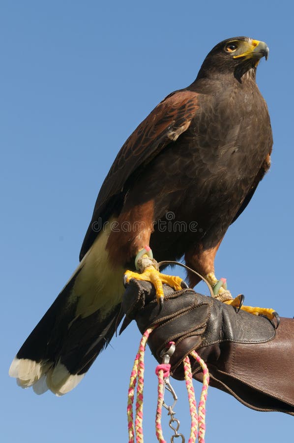Harris Hawk stock image. Image of beautiful, closeup - 36393329