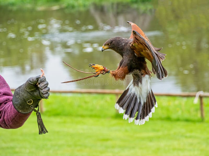 Harris Hawk Coming in To Catch Its Prey Stock Image - Image of hawk ...