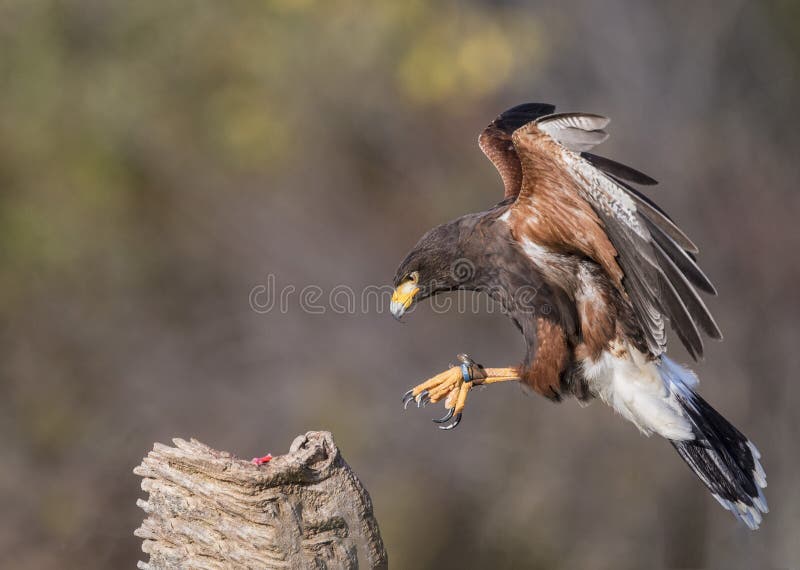 Harris Hawk CRC stock photo. Image of team, arid, lowland - 81490976